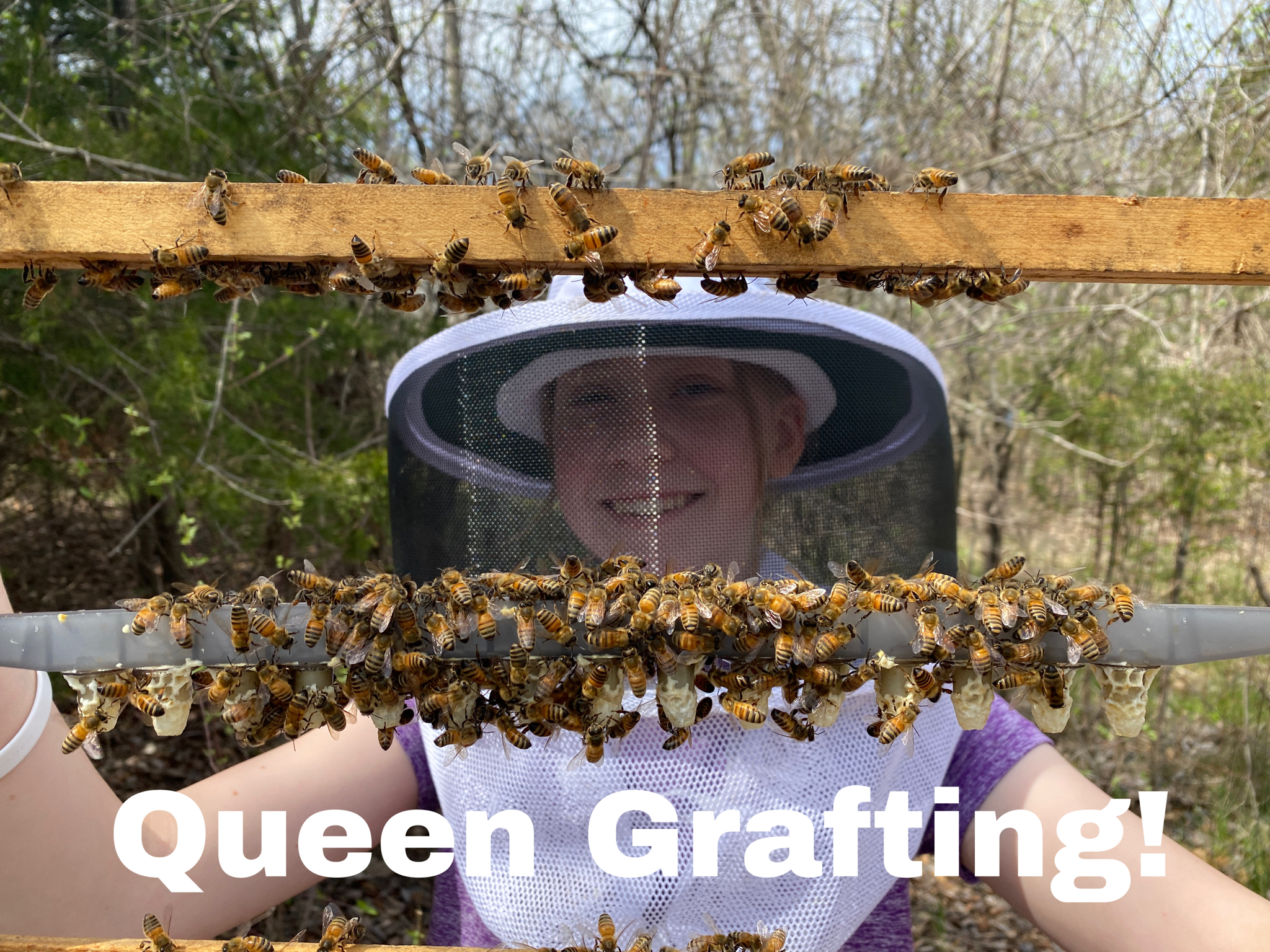 Queen Grafting - Beekeeping with Natalee